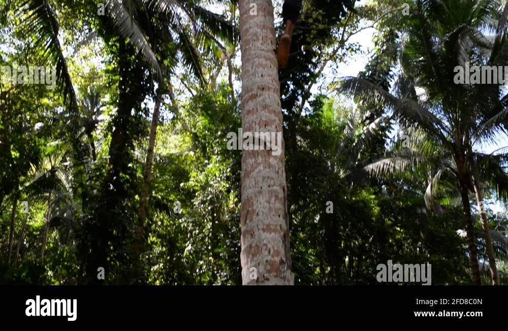 Man climbing up coconut tree Stock Videos & Footage - HD and 4K Video ...