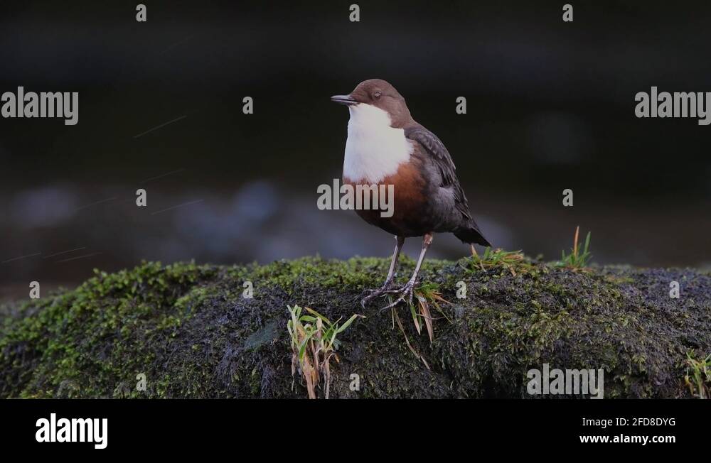 Mossy steps Stock Videos & Footage - HD and 4K Video Clips - Alamy