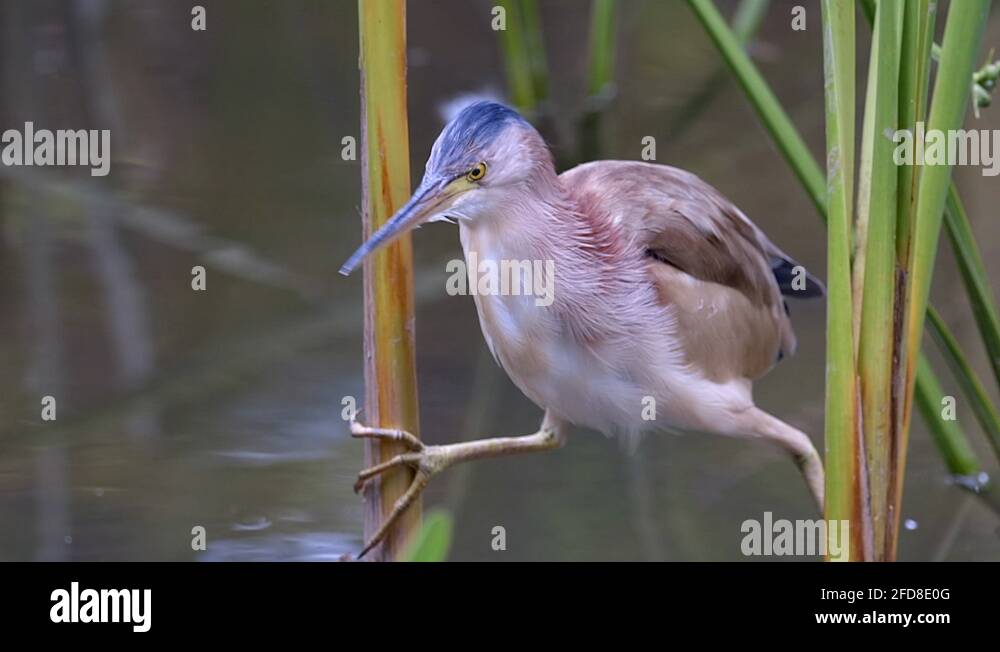 Flying bittern Stock Videos & Footage - HD and 4K Video Clips - Alamy