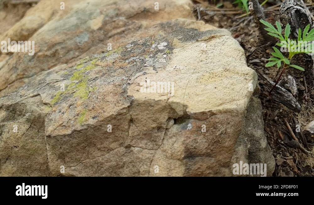 Invasive plants africa Stock Videos & Footage - HD and 4K Video Clips ...