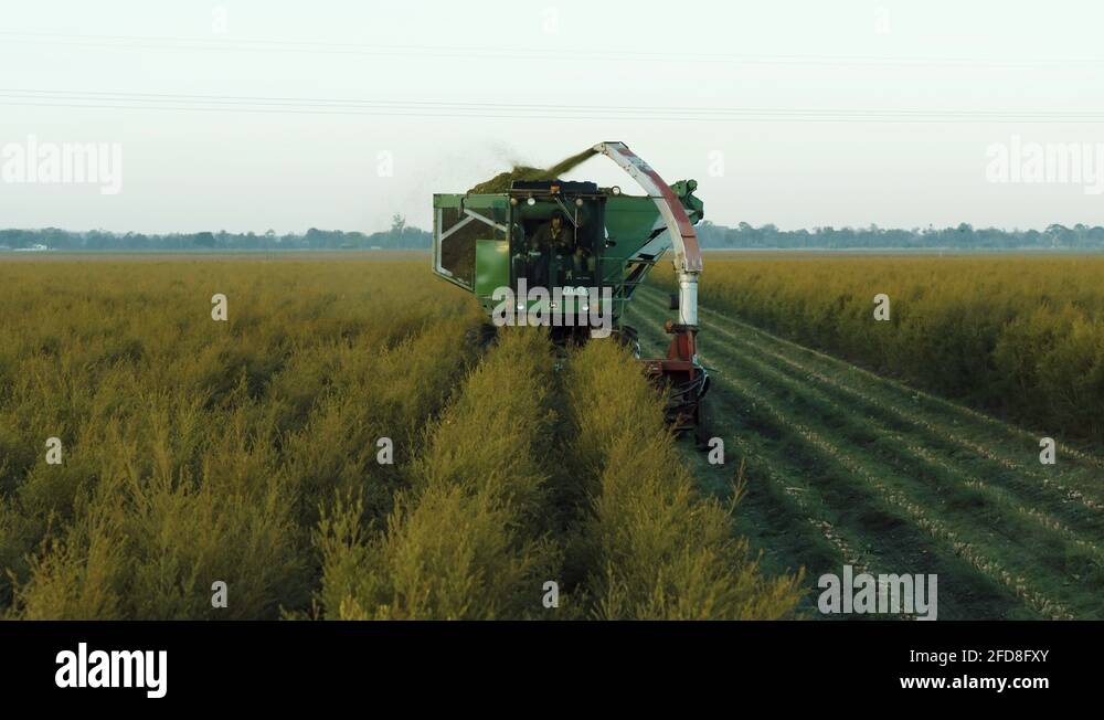 Plant harvester Stock Videos & Footage - HD and 4K Video Clips - Alamy