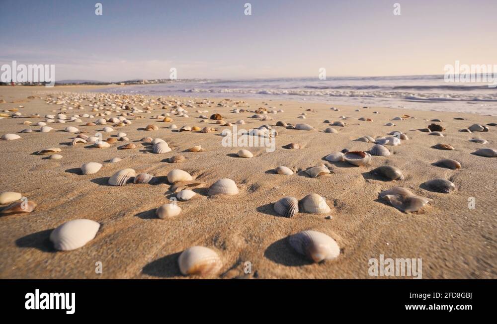 Sea shells in portugal Stock Videos & Footage - HD and 4K Video Clips ...