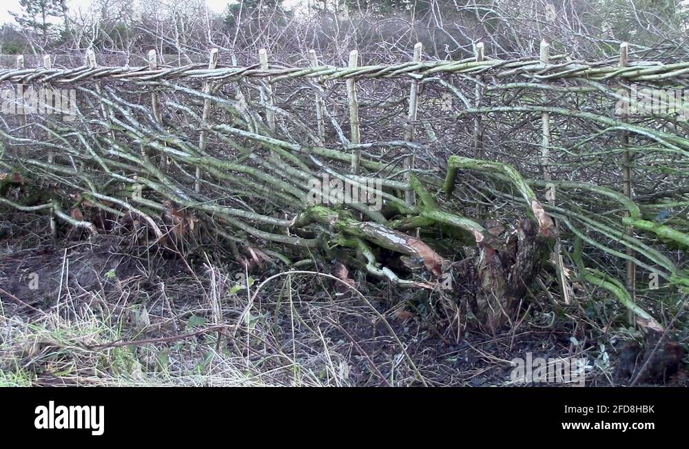 Laying a hedge Stock Videos & Footage - HD and 4K Video Clips - Alamy