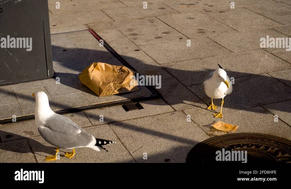 Litter angel Stock Videos & Footage - HD and 4K Video Clips - Alamy
