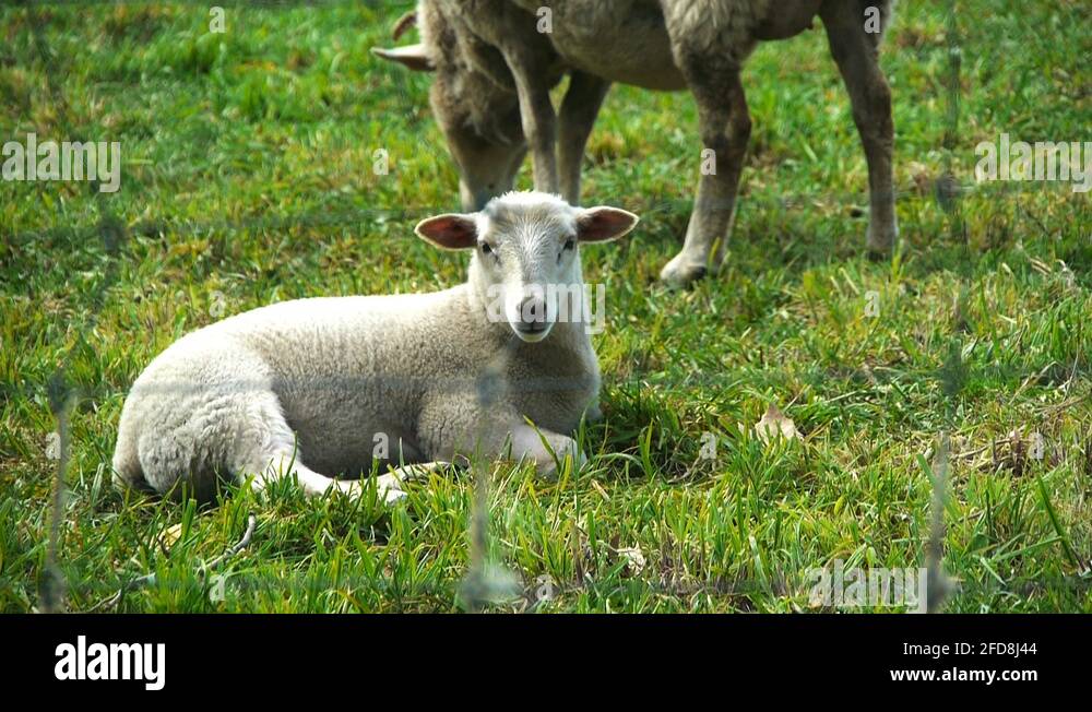 Ewe and lamb australia Stock Videos & Footage - HD and 4K Video Clips ...