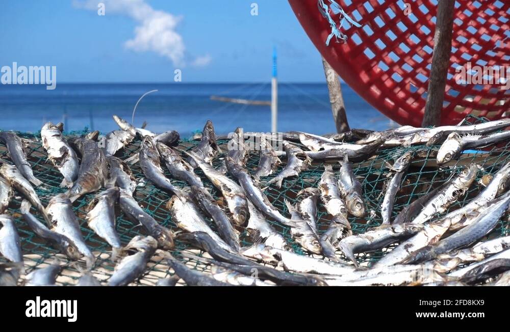 Sun-dried fish at the beach, somewhere in Palawan, Philippines Stock ...