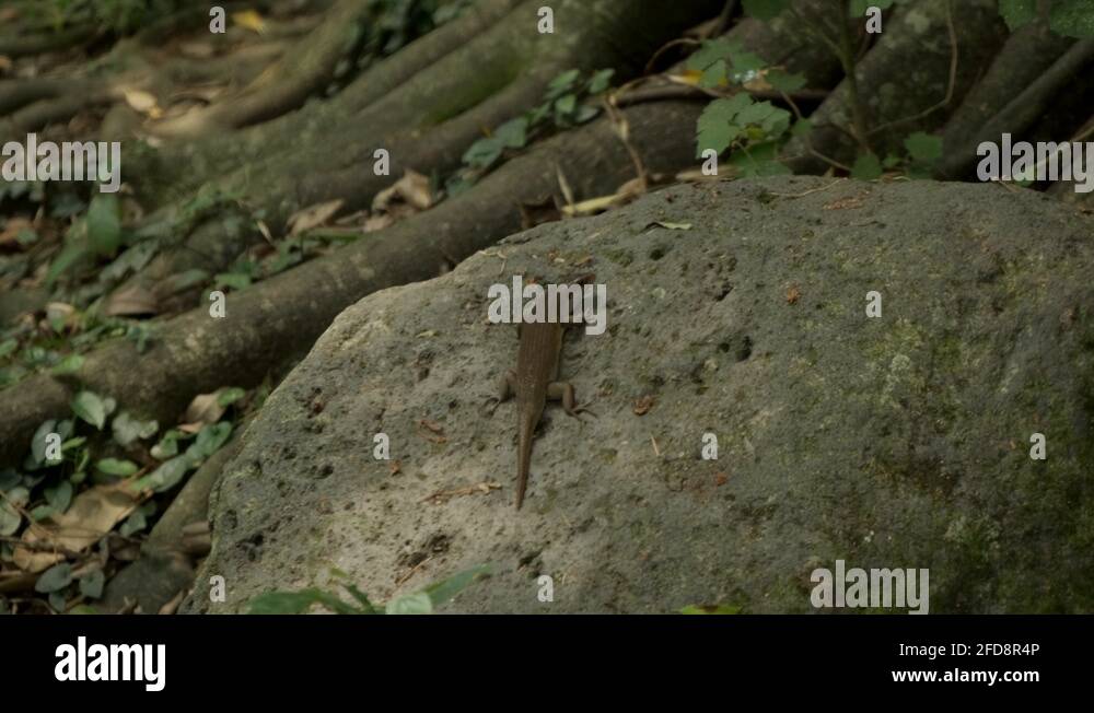 Lizard bali indonesia Stock Videos & Footage - HD and 4K Video Clips ...