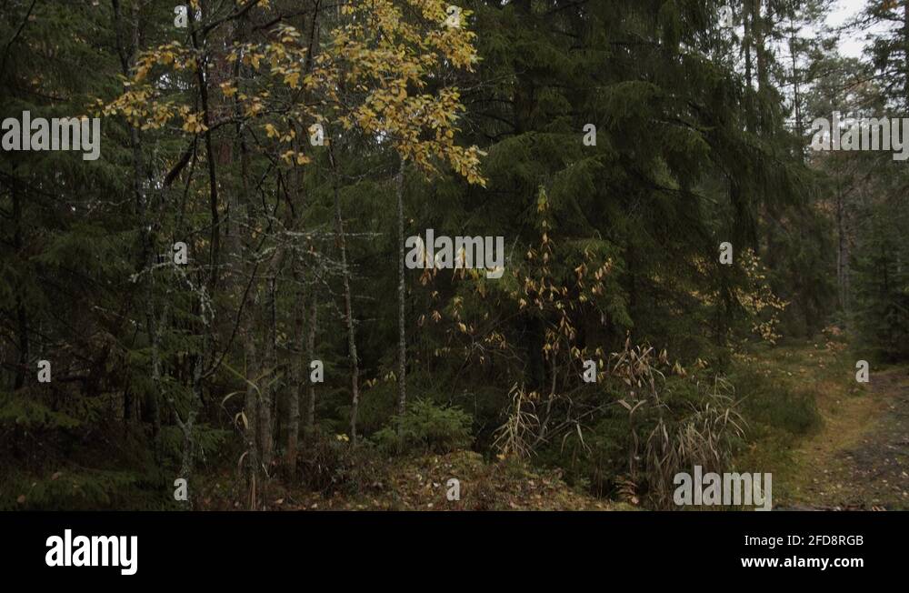 Birch trees in colorful Stock Videos & Footage - HD and 4K Video Clips ...