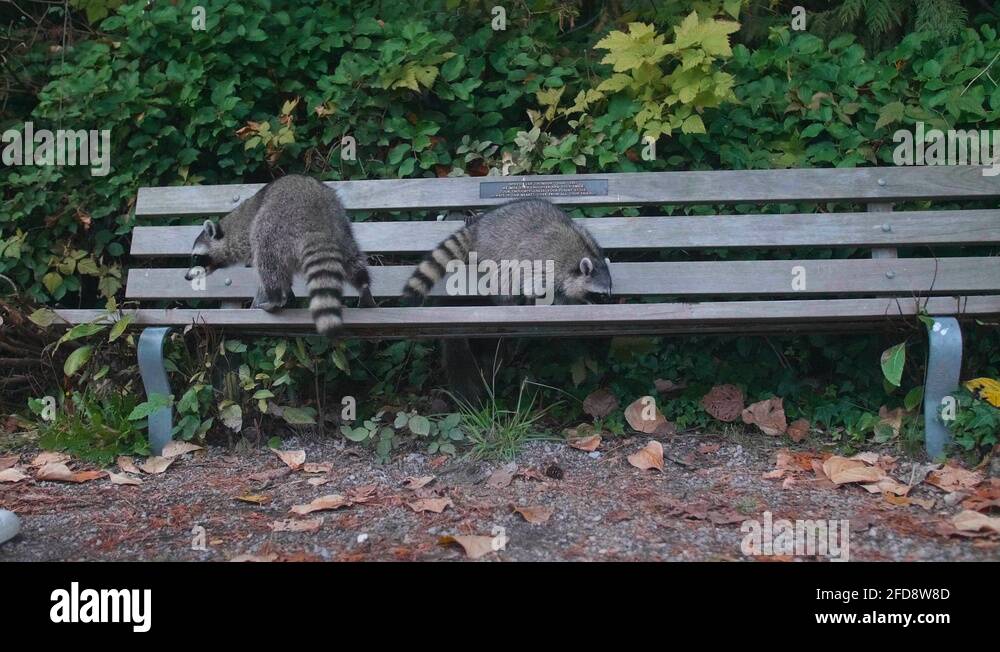 Funny bench Stock Videos & Footage - HD and 4K Video Clips - Alamy