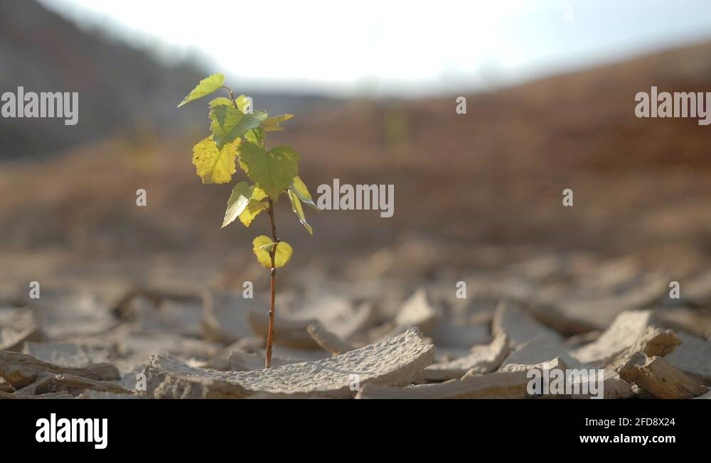Extreme Heat Drought Lack Of Water Drying Plant Desert. Drought ...