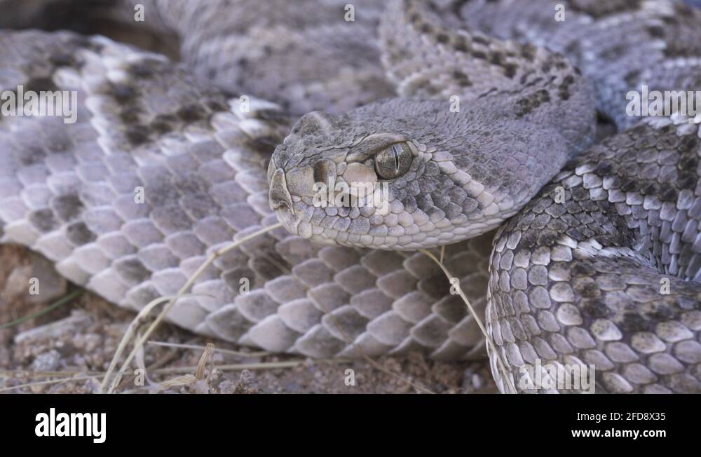 Western diamondback rattlesnake close Stock Videos & Footage - HD and ...