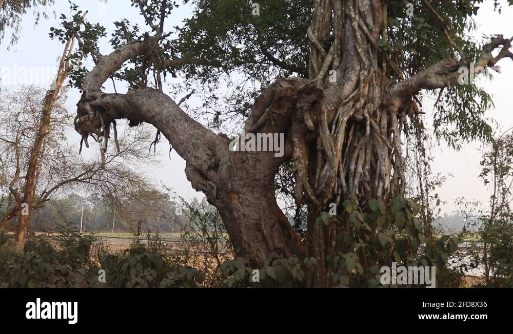 Bot tree Stock Videos & Footage - HD and 4K Video Clips - Alamy