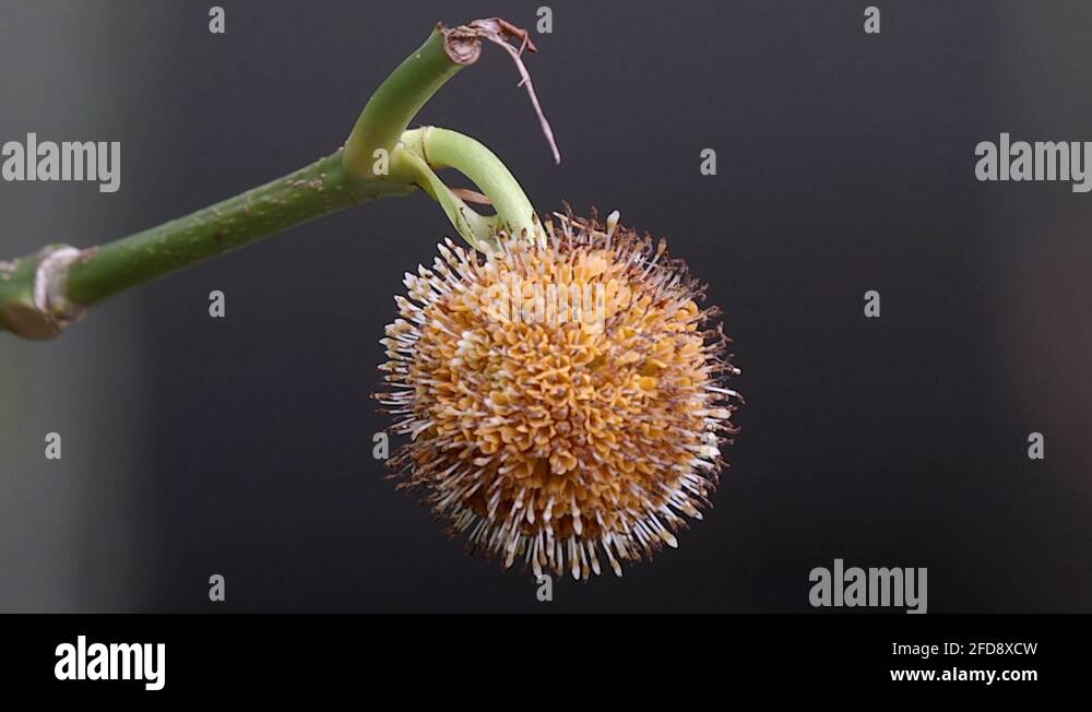 Dark stem Stock Videos & Footage - HD and 4K Video Clips - Alamy