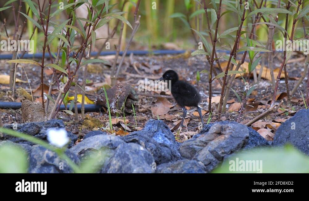 White breasted waterhen baby Stock Videos & Footage - HD and 4K Video ...