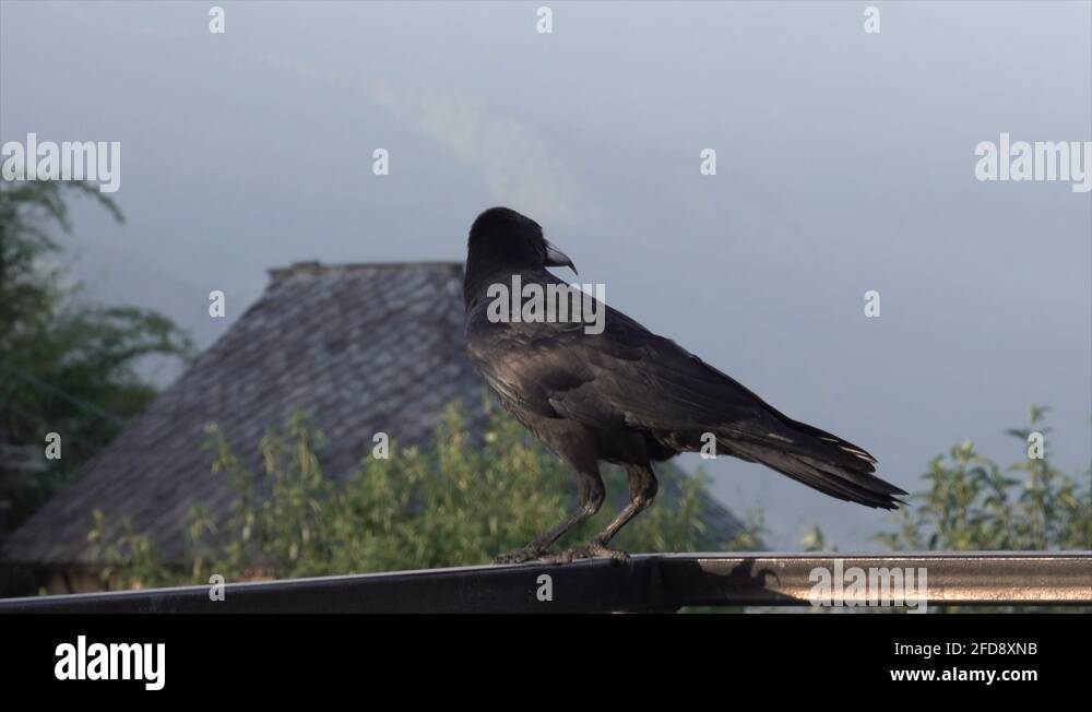 Raven symbol Stock Videos & Footage - HD and 4K Video Clips - Alamy