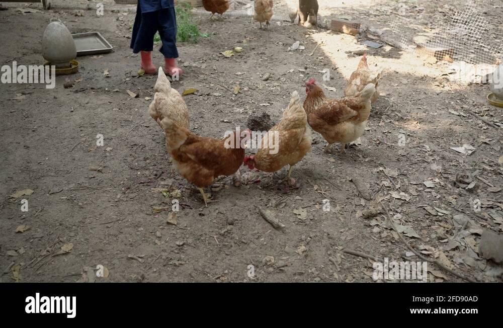Hen girl Stock Videos & Footage - HD and 4K Video Clips - Alamy