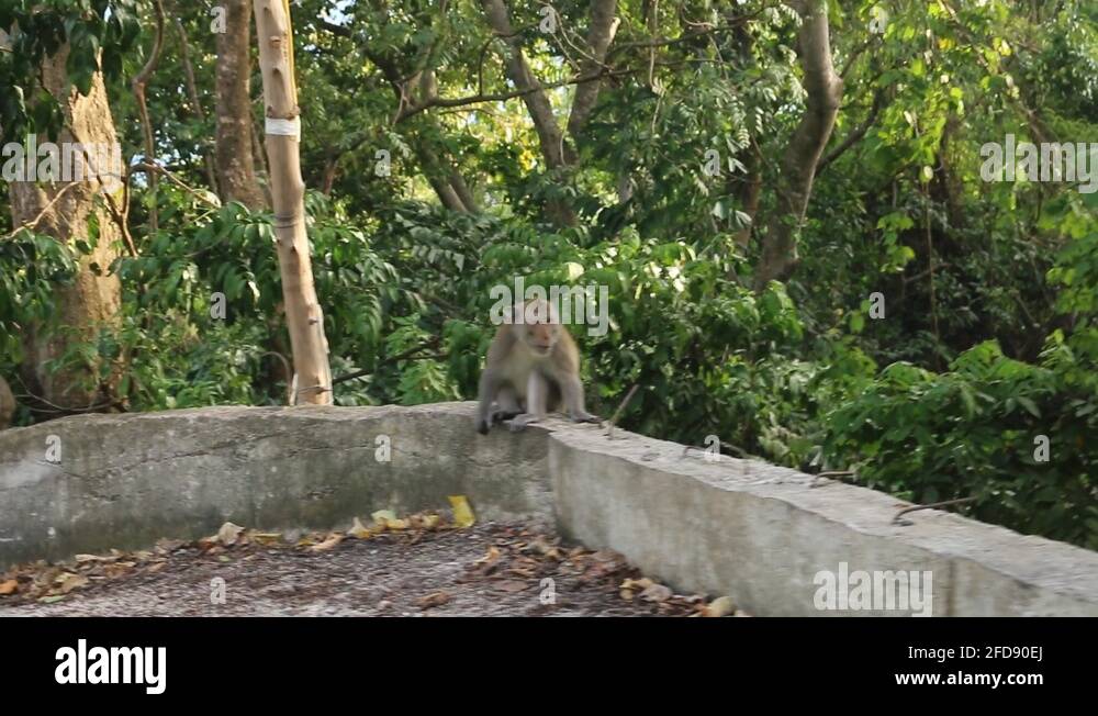 Angry monkey Stock Videos & Footage - HD and 4K Video Clips - Alamy