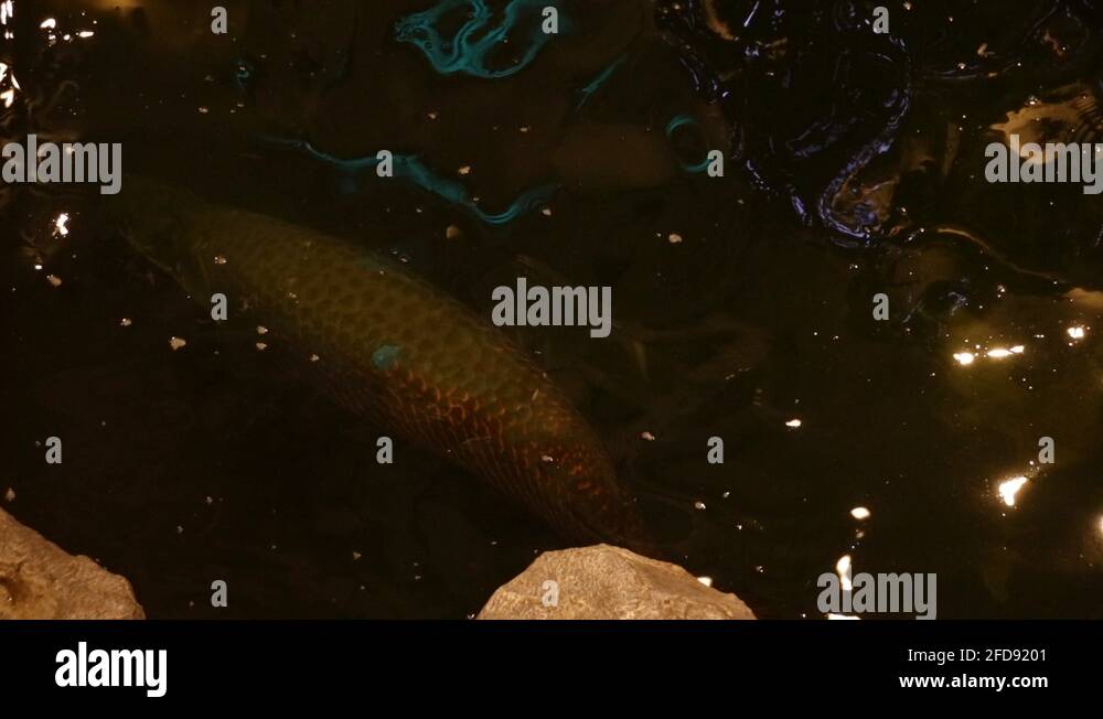 Arapaima native Stock Videos & Footage - HD and 4K Video Clips - Alamy