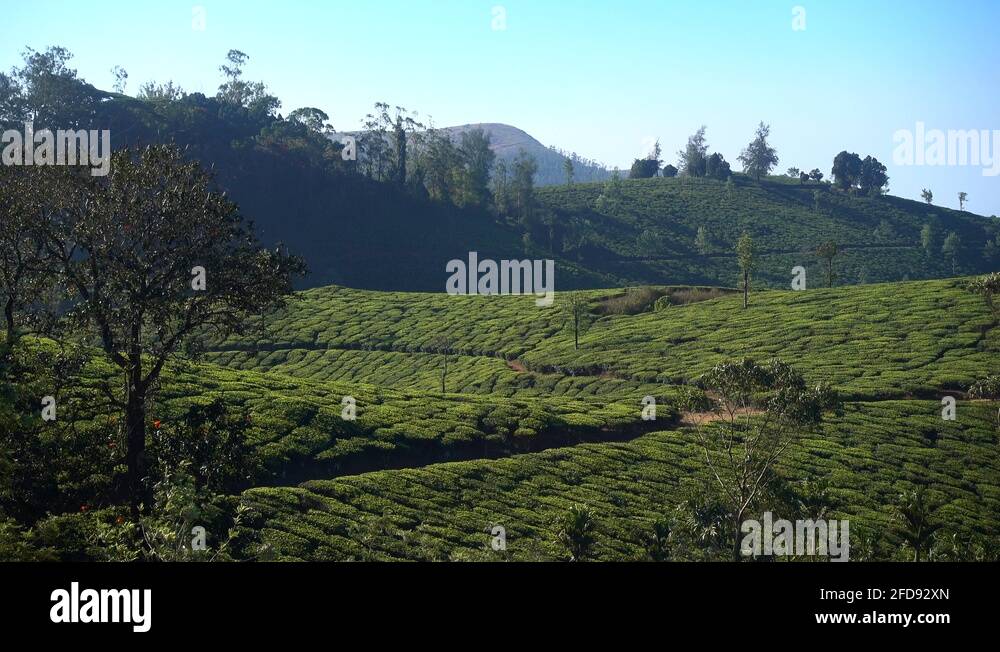 Tea production in India. Overview of tea plantation Stock Video Footage ...