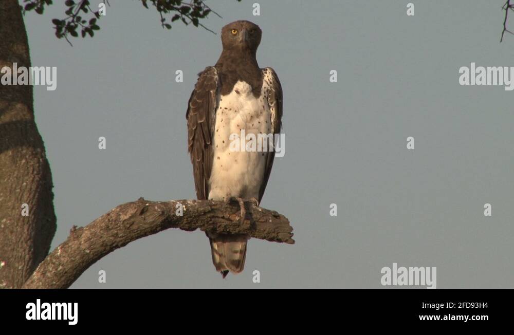 Hooked claw Stock Videos & Footage - HD and 4K Video Clips - Alamy