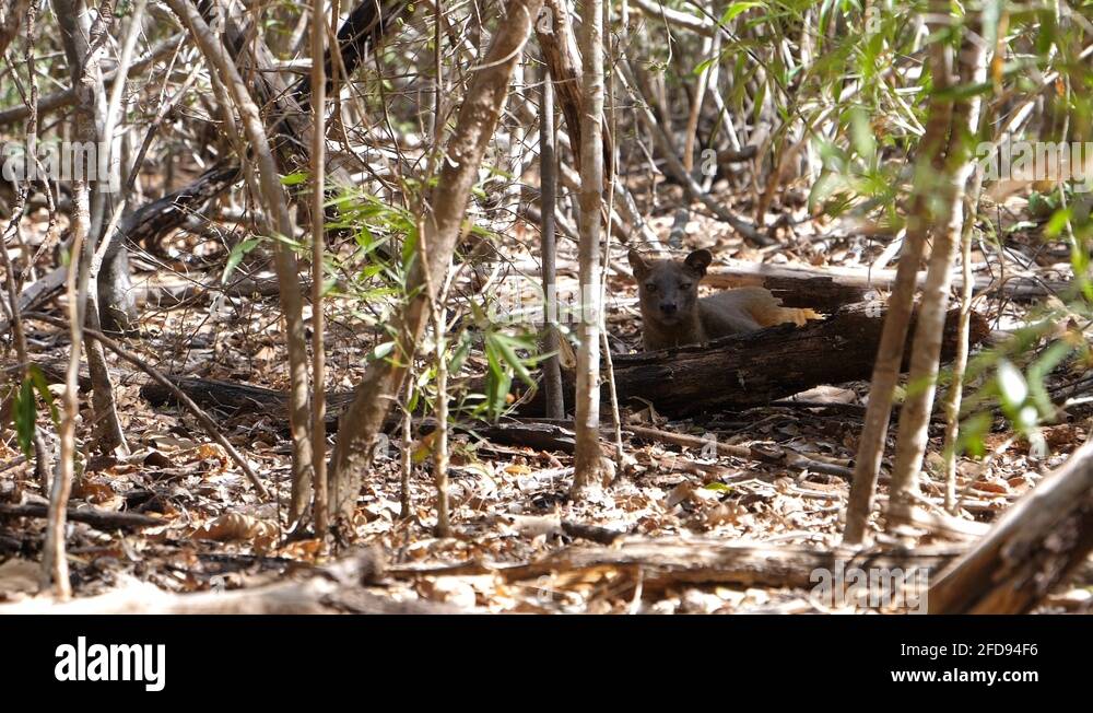 Madagascar cat Stock Videos & Footage - HD and 4K Video Clips - Alamy