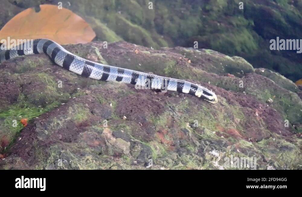 Krait venomous snake Stock Videos & Footage - HD and 4K Video Clips - Alamy