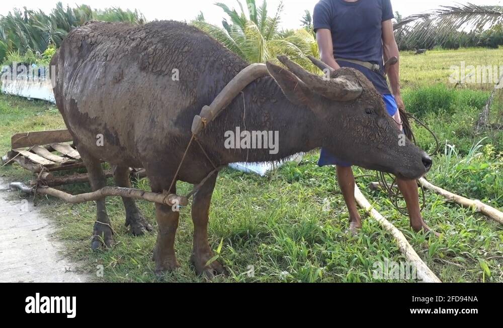 Rice farmer water buffalo philippines Stock Videos & Footage - HD and ...