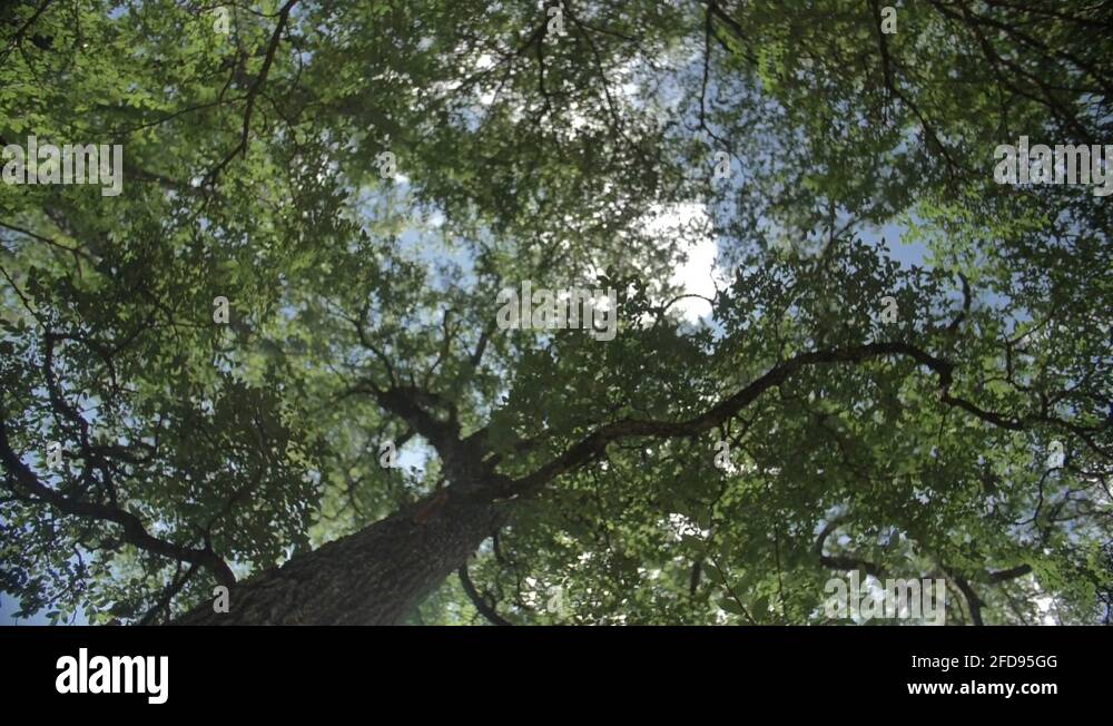 Pointed trees Stock Videos & Footage - HD and 4K Video Clips - Alamy