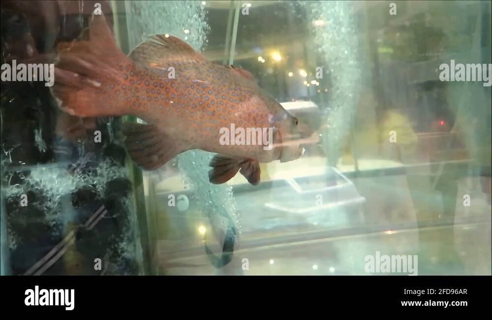 Red grouper Stock Videos & Footage - HD and 4K Video Clips - Alamy