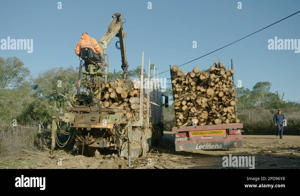 Crane operator stacks tree logs on back of truck trailer Stock Video ...