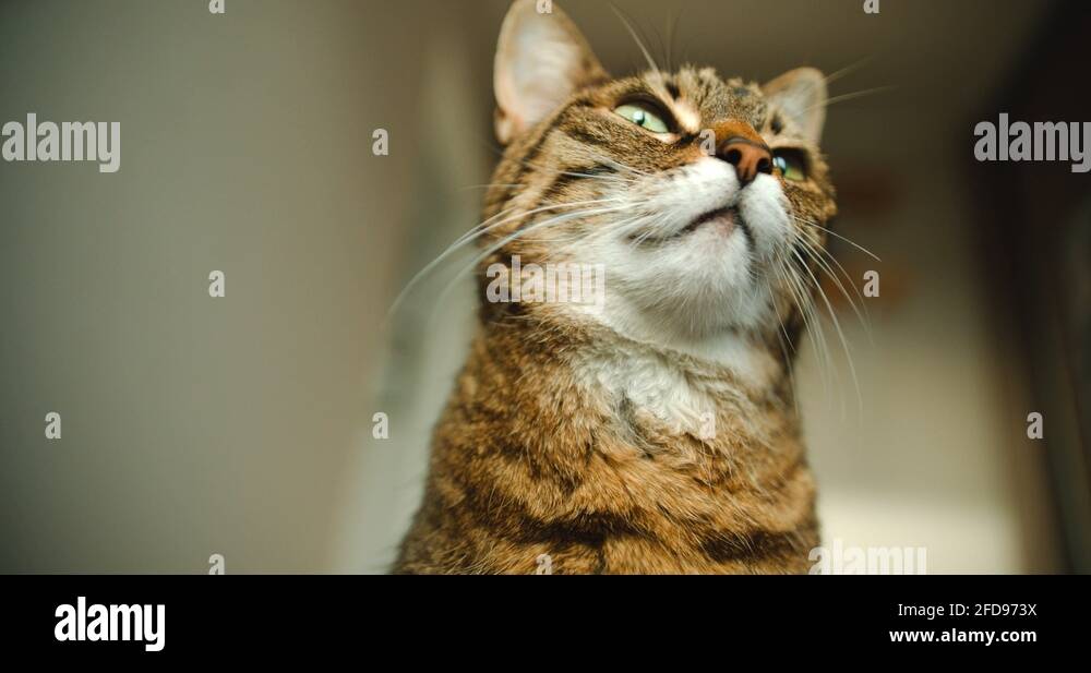 Head at an angle Stock Videos & Footage - HD and 4K Video Clips - Alamy