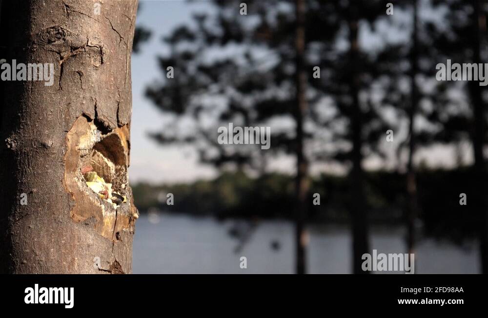 Grab bird Stock Videos & Footage - HD and 4K Video Clips - Alamy