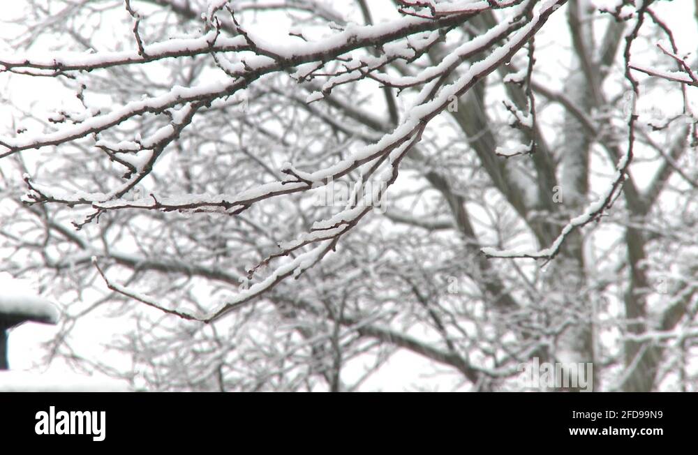 Snow falling on tree branches Stock Videos & Footage - HD and 4K Video ...