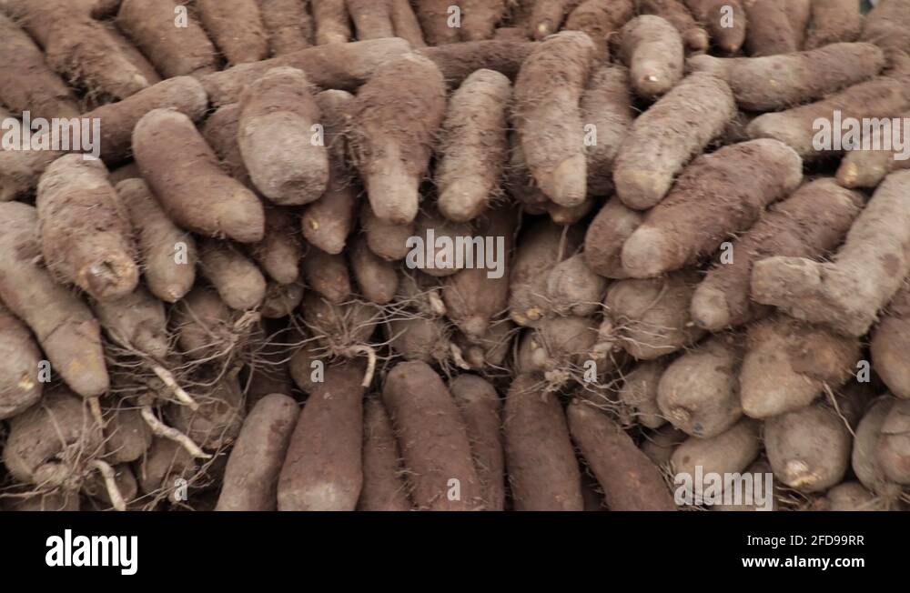 Ground yam Stock Videos & Footage - HD and 4K Video Clips - Alamy