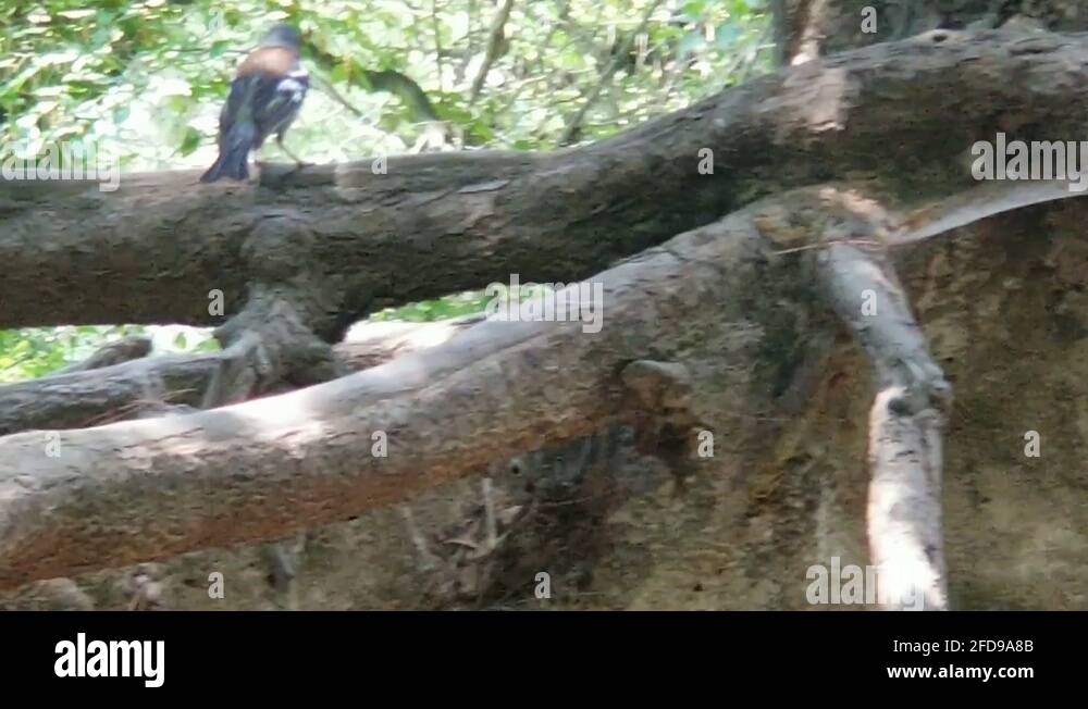 Bird hopping Stock Videos & Footage - HD and 4K Video Clips - Alamy