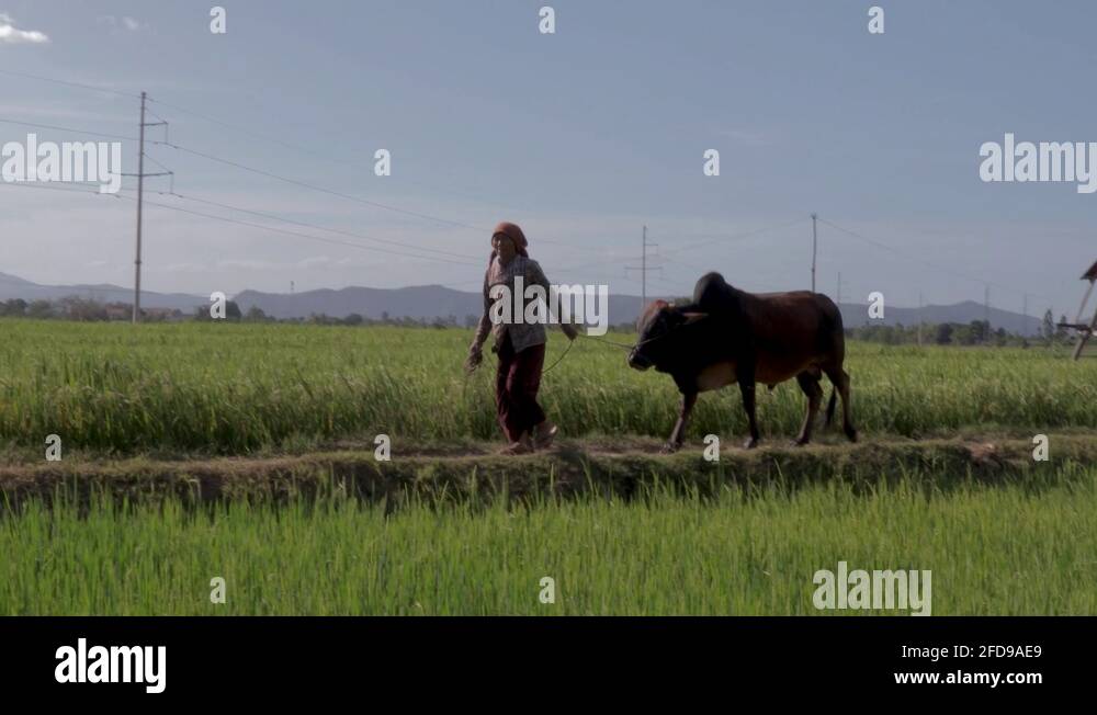 Vietnamese bull Stock Videos & Footage - HD and 4K Video Clips - Alamy