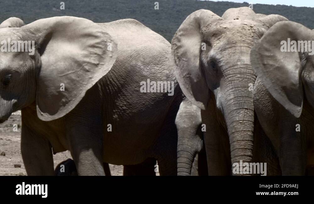 Elephants looking very Stock Videos & Footage - HD and 4K Video Clips ...