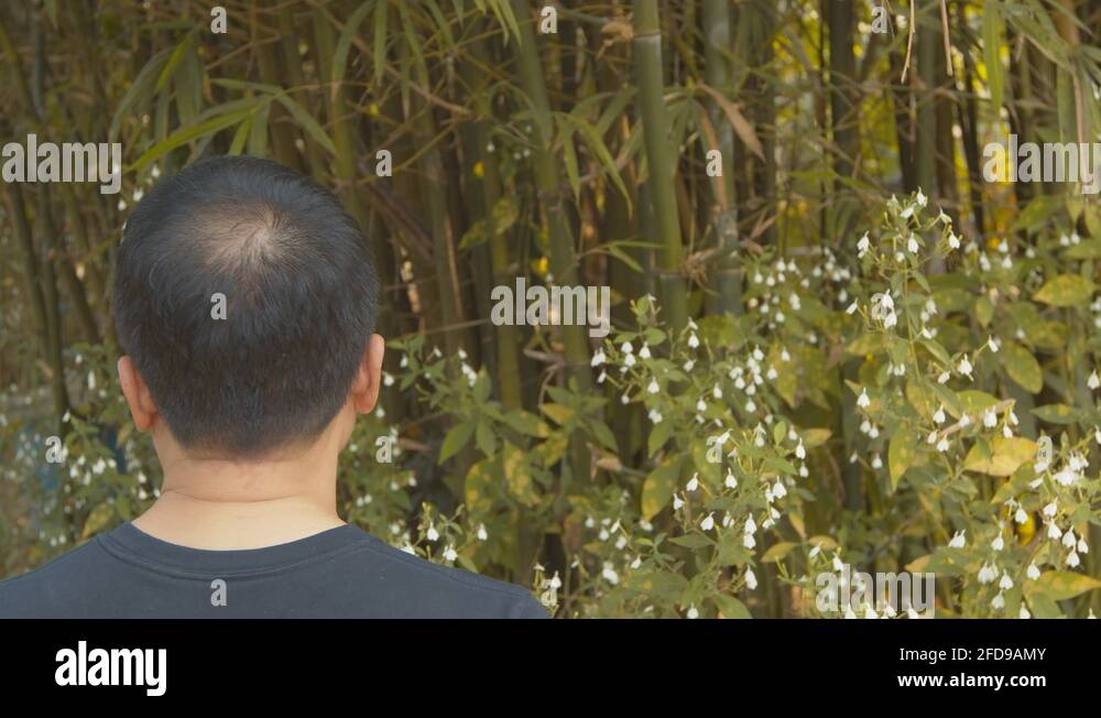 Flower bamboo Stock Videos & Footage - HD and 4K Video Clips - Alamy