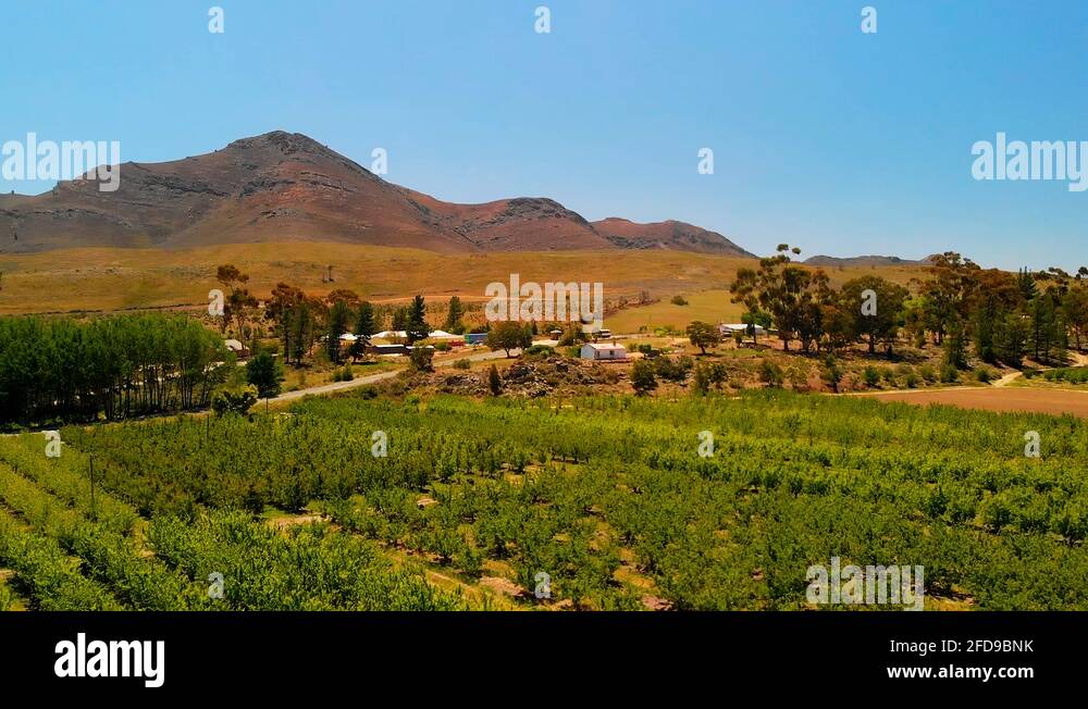 Farm Lands In South Africa. Alley crops of fruit trees with mountains ...