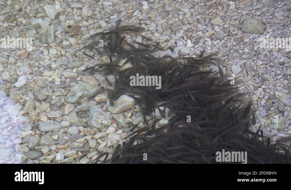 Thousands fish Stock Videos & Footage - HD and 4K Video Clips - Alamy