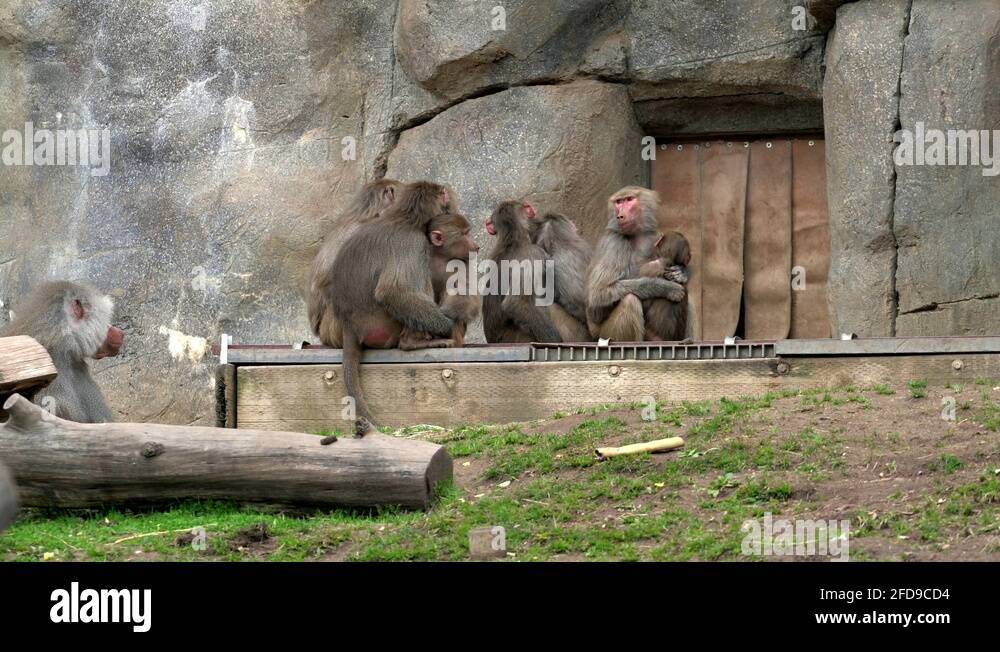 Female baboons Stock Videos & Footage - HD and 4K Video Clips - Alamy