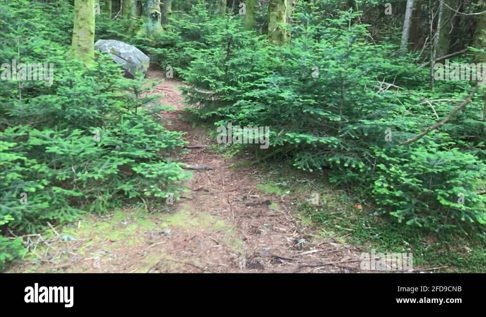 Western north carolina forest Stock Videos & Footage - HD and 4K Video ...