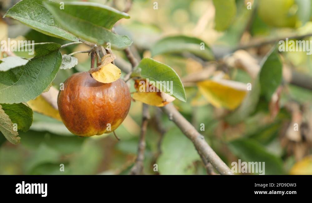 Diseased apple tree branches Stock Videos & Footage - HD and 4K Video ...