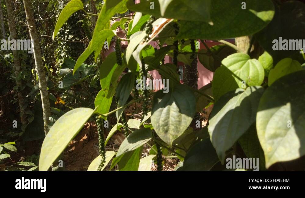 Pepper plants india Stock Videos & Footage - HD and 4K Video Clips - Alamy