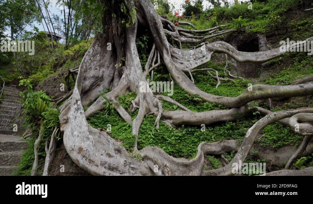 Long roots Stock Videos & Footage - HD and 4K Video Clips - Alamy