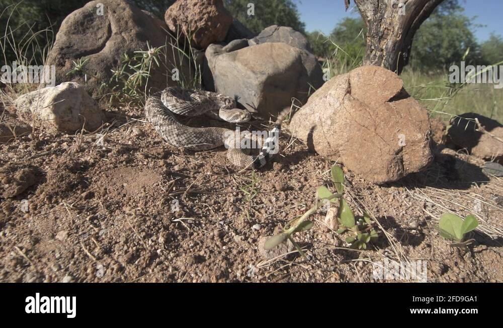 WESTERN DIAMONDBACK RATTLESNAKE STRIKING 4K Stock Video Footage - Alamy