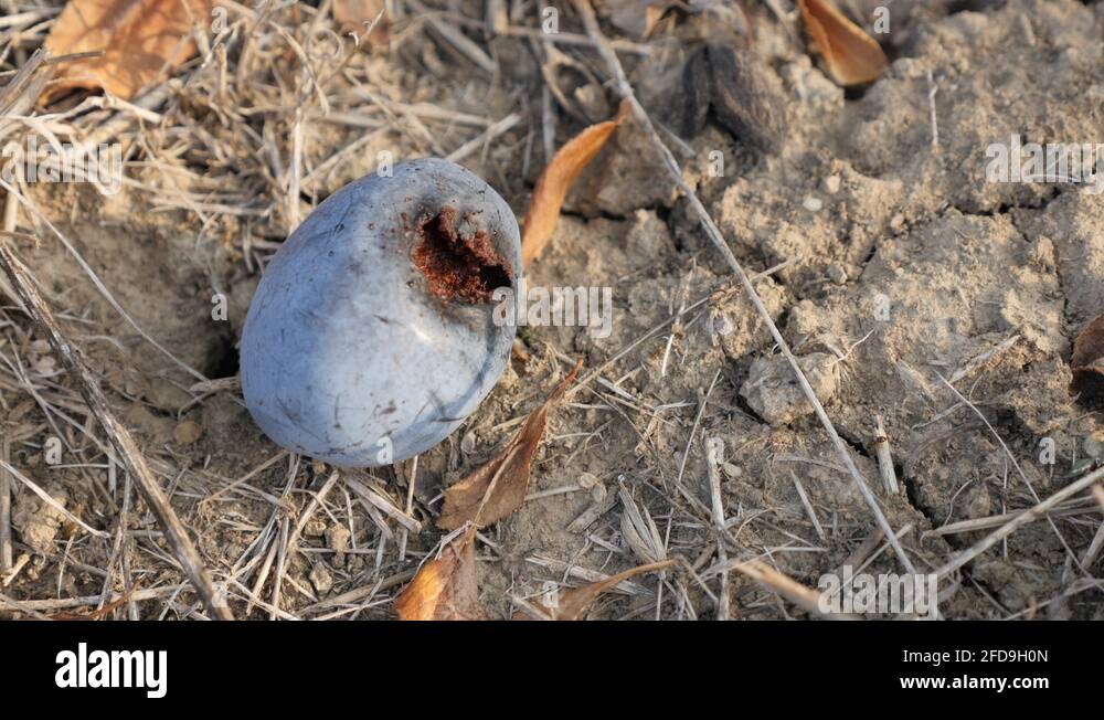 Rotten plum Stock Videos & Footage - HD and 4K Video Clips - Alamy