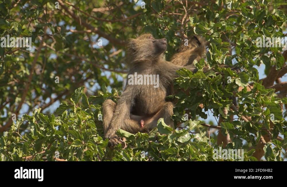 Trees branches african jungle Stock Videos & Footage - HD and 4K Video ...