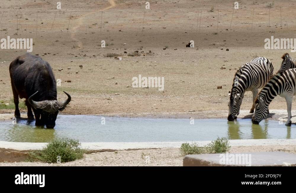 Animal separated from group Stock Videos & Footage - HD and 4K Video ...