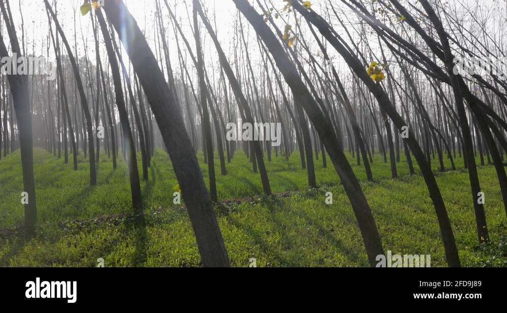 4k cinematic trees Stock Videos & Footage - HD and 4K Video Clips - Alamy